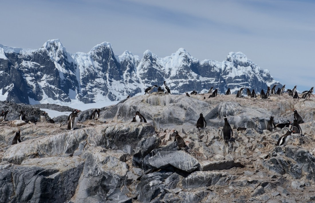 Fern Fossils In Antarctica