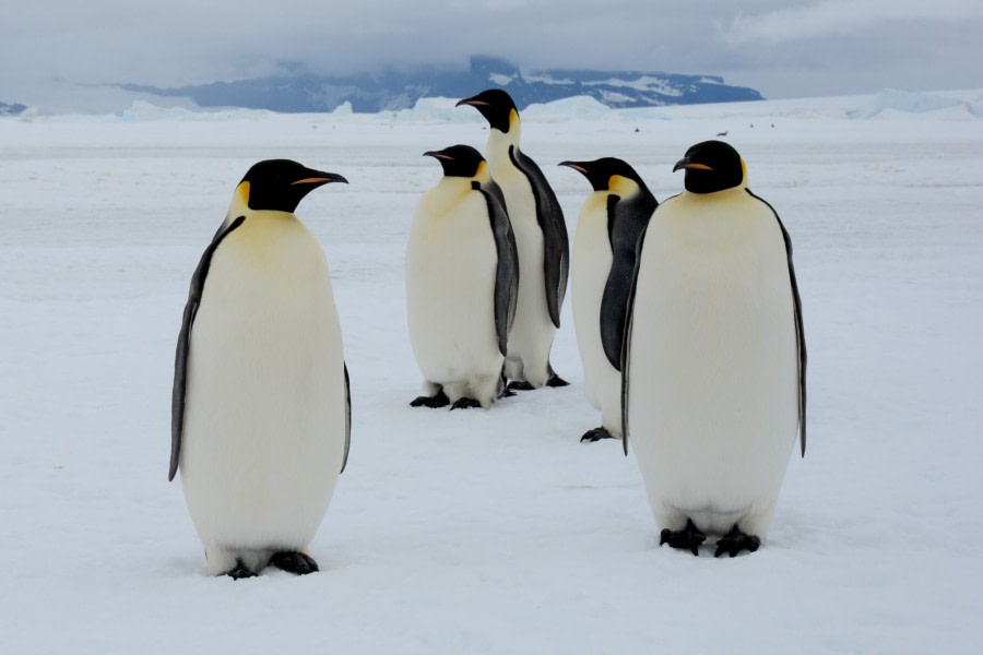 In search for the Emperor penguin | Oceanwide Expeditions