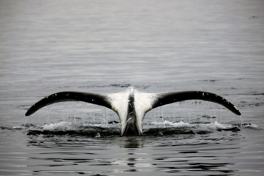 Bowhead Whale | Facts, pictures & more about Bowhead Whale