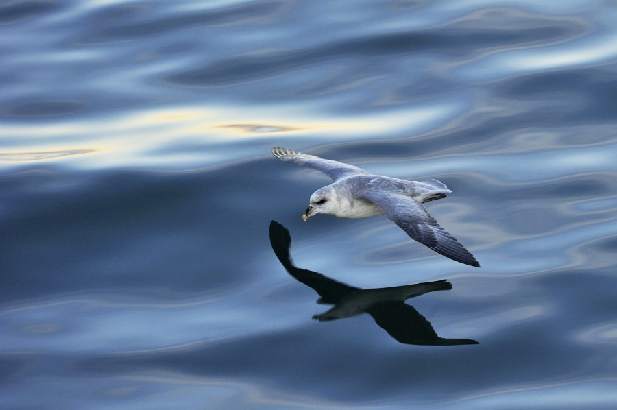 Feiten, foto's en meer over Noordse Stormvogel
