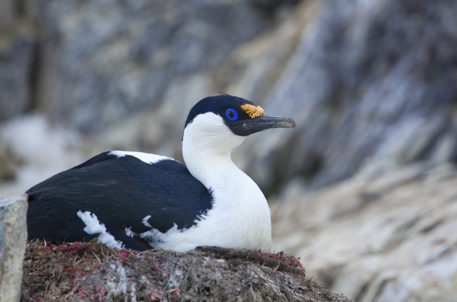 Antarctic Shag | Facts, pictures & more about Antarctic Shag