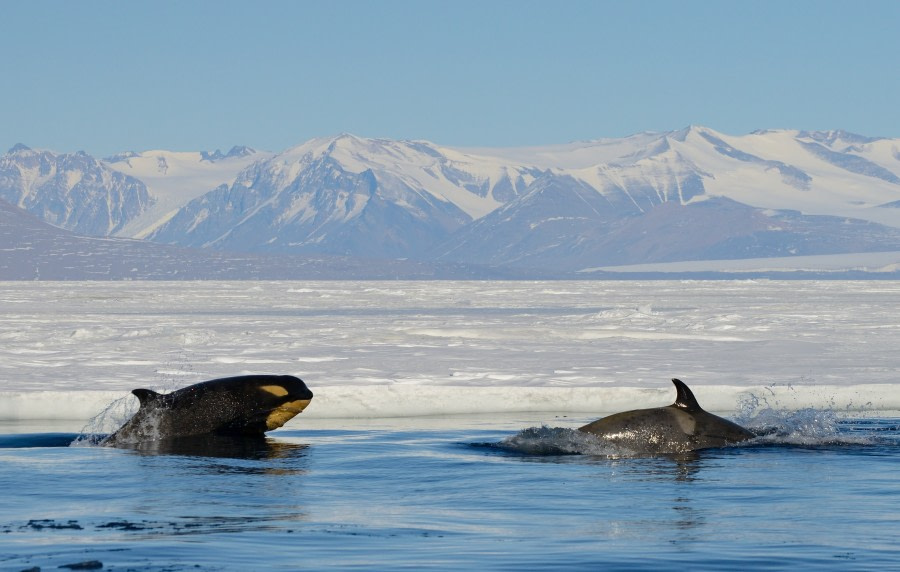 The Ross Sea Becomes Earth's Largest Protected Marine Area
