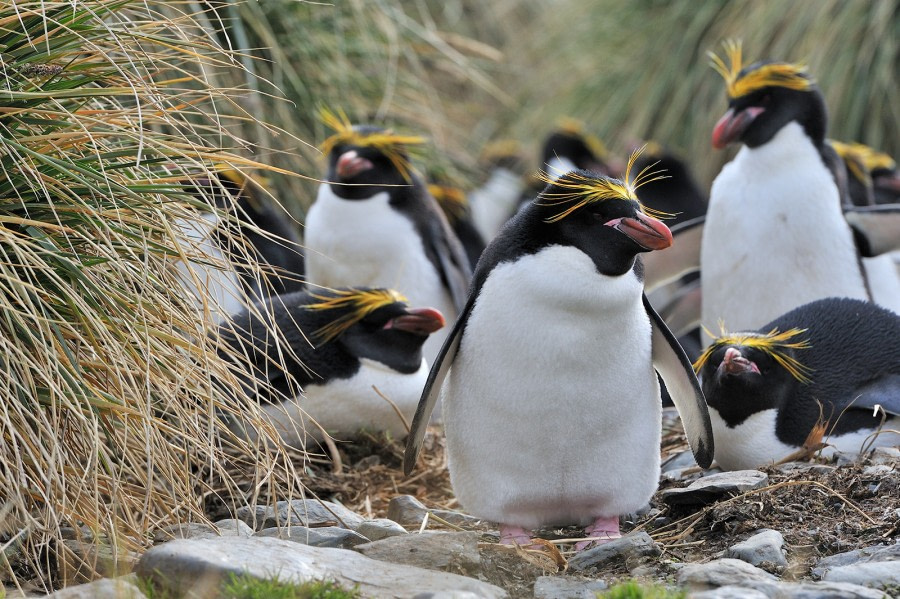 Macaroni Penguin | Facts, pictures, and more about the macaroni penguin
