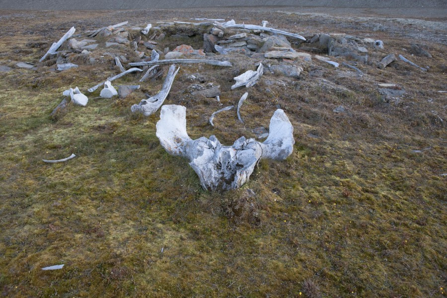 The Legacy of the Thule Culture – Legend of the Norse, Tamers of ...