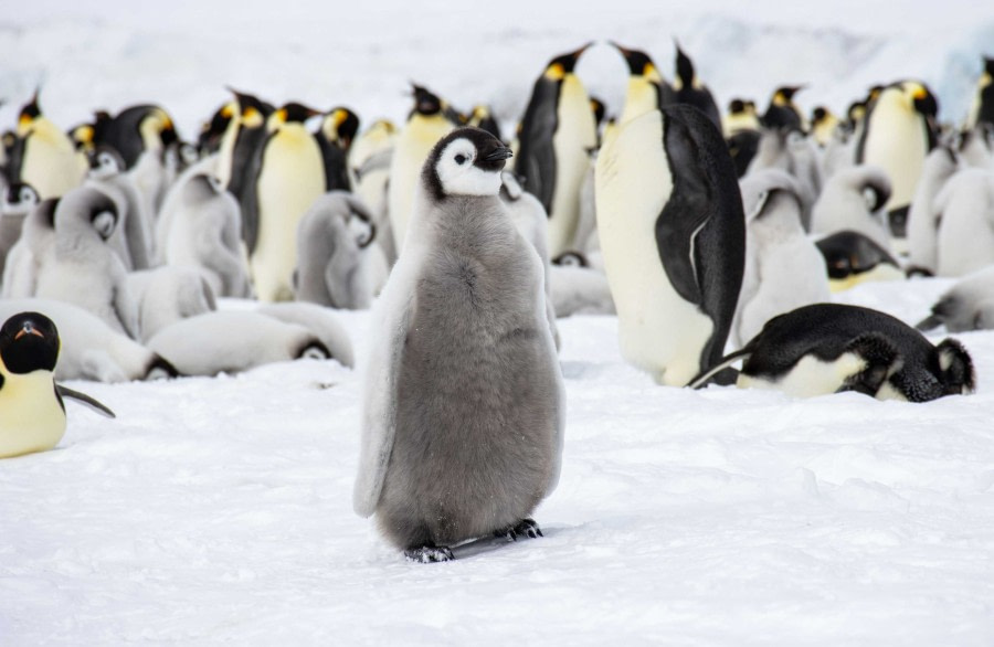 Weddell Sea - In search of the Emperor Penguin incl. helicopters ...