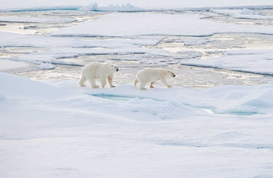 Around Spitsbergen, In the realm of Polar Bear & Ice | HDS08-26 ...