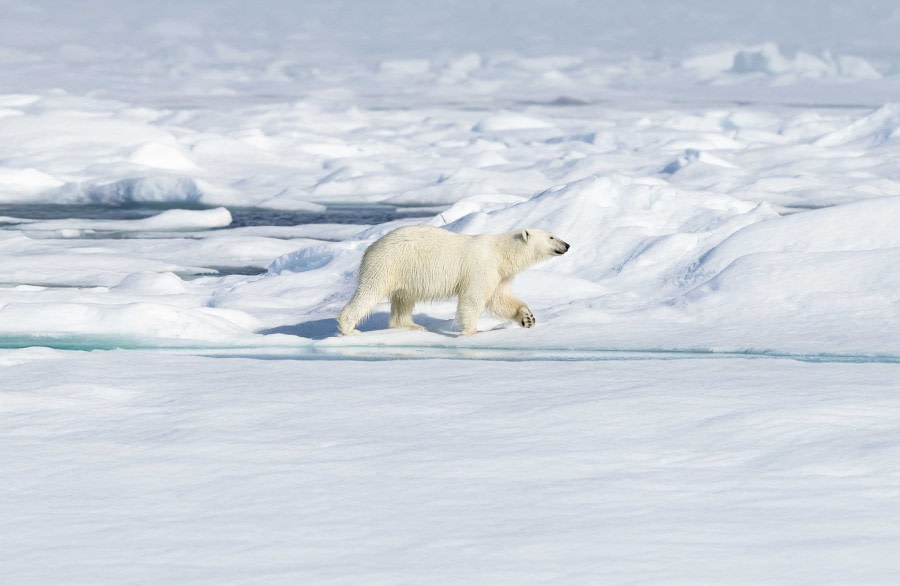 Around Spitsbergen, In the realm of Polar Bear & Ice | HDS07-26 ...