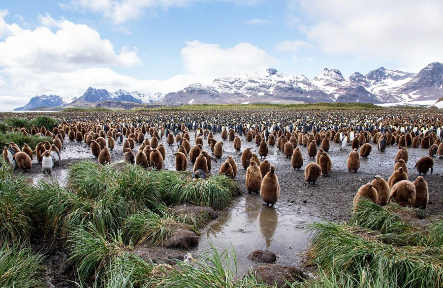 Your Expedition Guide to the Sub-Antarctic | Blog | Oceanwide Expeditions
