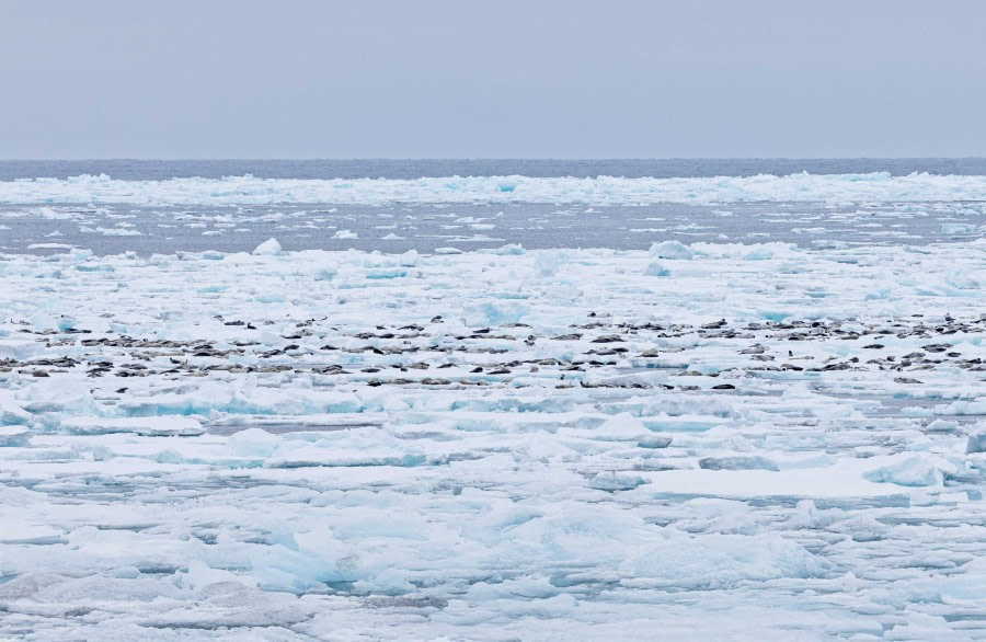 19 Days Extensive Arctic Ocean - North Spitsbergen Explorer | HDS01D27 ...